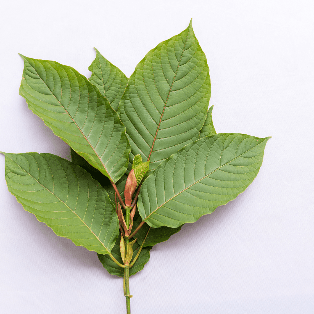 Kratom | Magic Truffle Me! - Magic Truffles